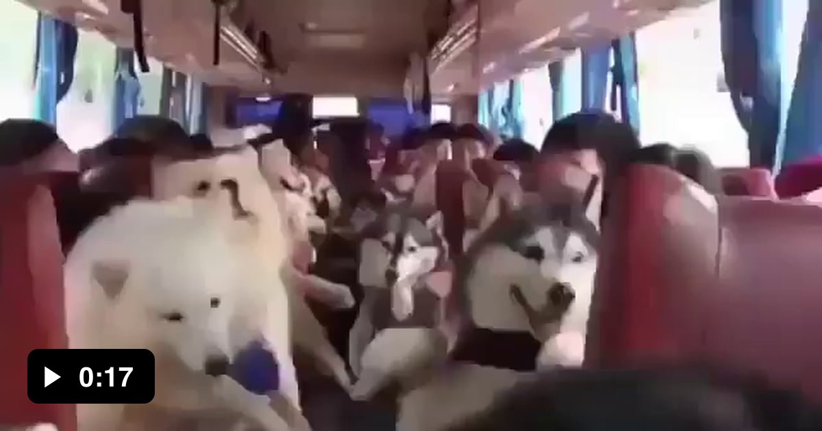 Huskies - 9GAG