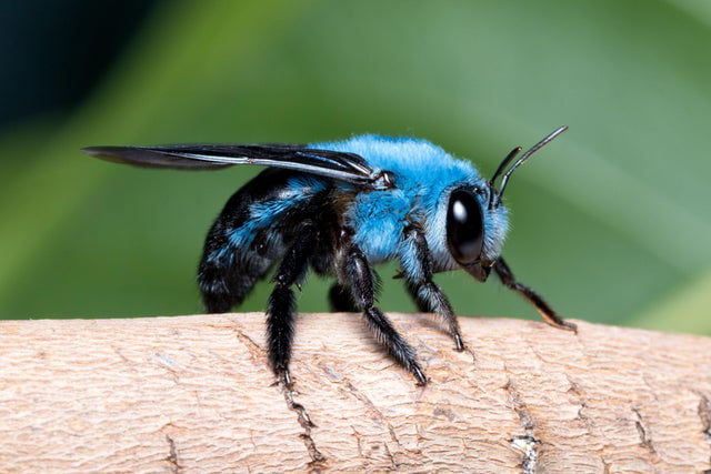 A truly blue and friendly insect, the blue carpenter bee. The female ...
