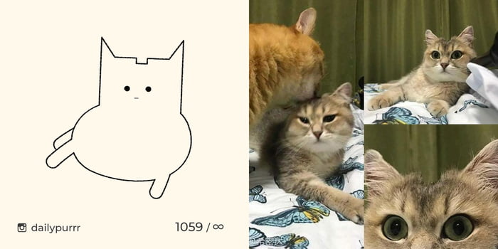 Meowhawk (Reverse mohawk) - 9GAG