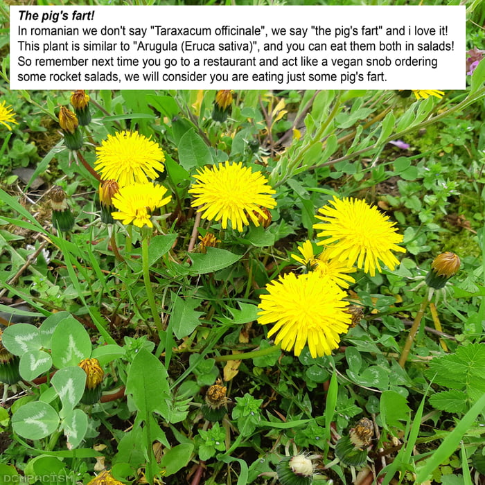 The pig's fart (flower) - 9GAG