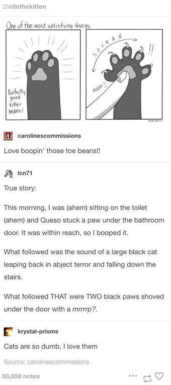Cat beans - 9GAG