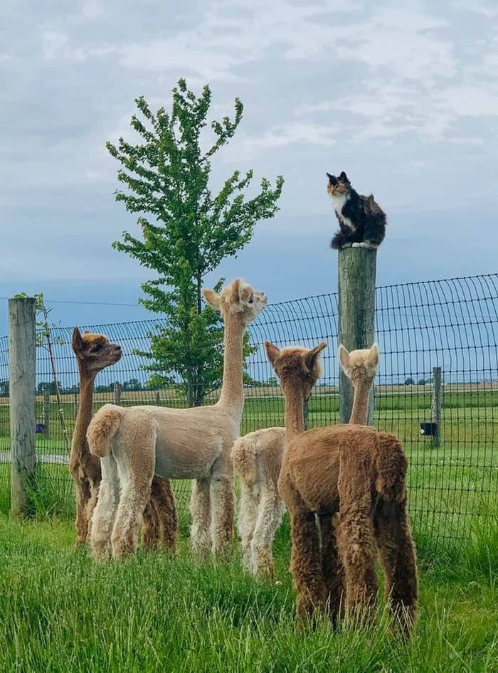 Alpacas worshiping their Cat God - 9GAG