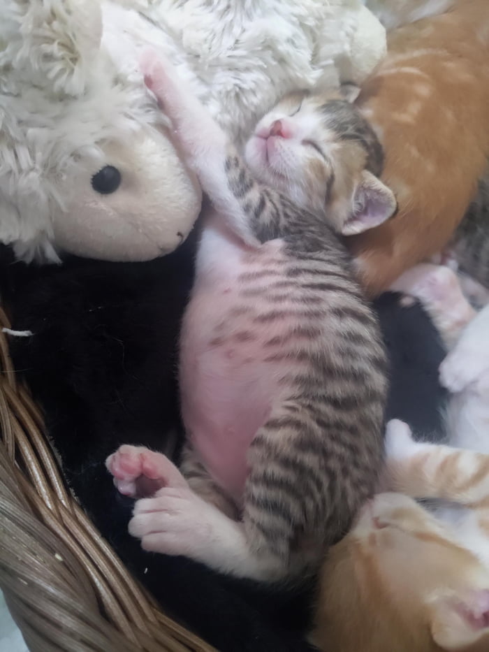 This is Calabro, he is nearly 3 weeks old. He and his brothers and ...