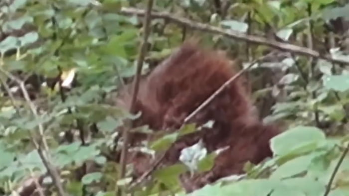 Sasquatch Observed in the Forest - Stabilize with Sound Restored - I've ...