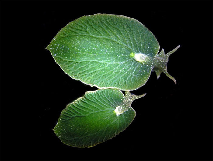 This is a sea slug which looks like a leaf. It can go weeks and even ...