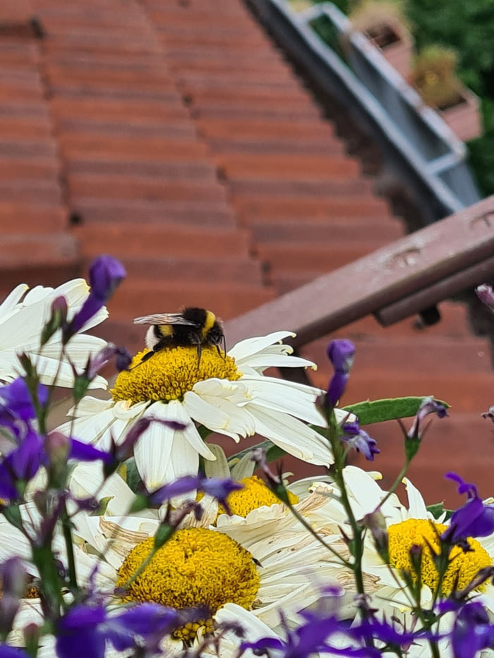 Recently wanted to do something for bees so I decorated my balcony and ...