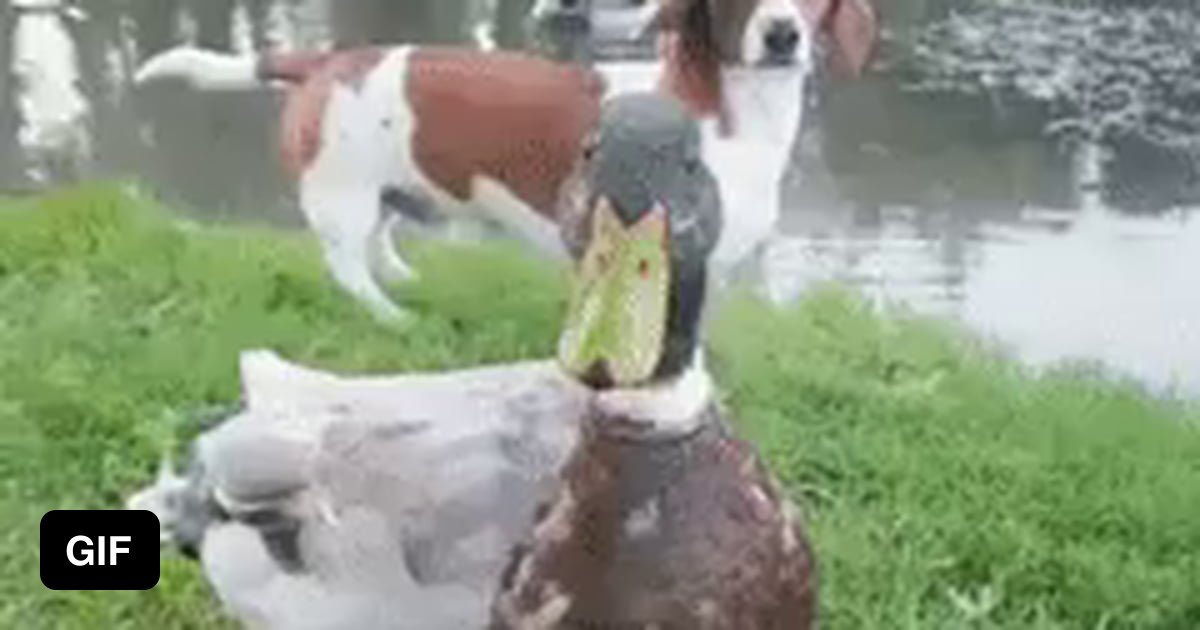 Did....That duck just fart?.. - 9GAG