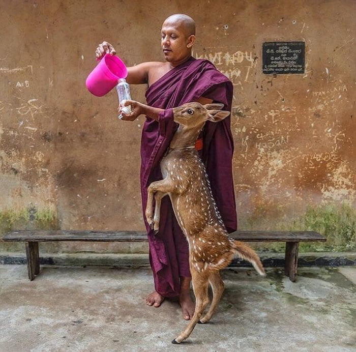 A deer and a monk .. - 9GAG