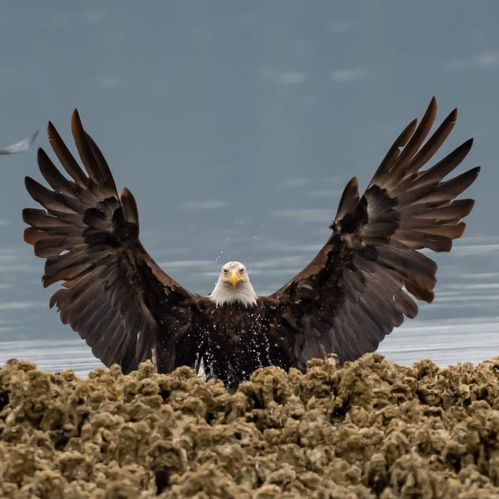 Eagle Surprise! - 9GAG