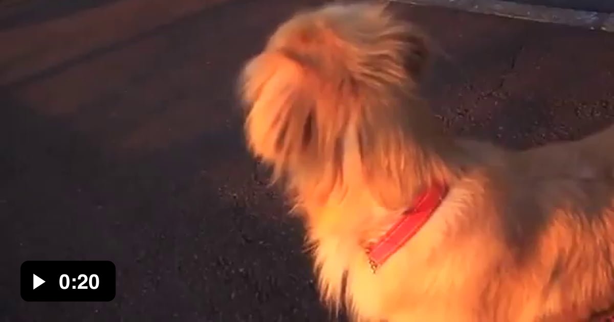 Doggo trying to imitate ambulance siren - 9GAG