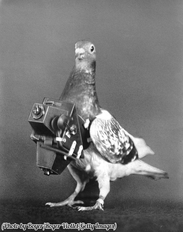 Old school drone with camera: A pigeon fitted with a camera for doing ...
