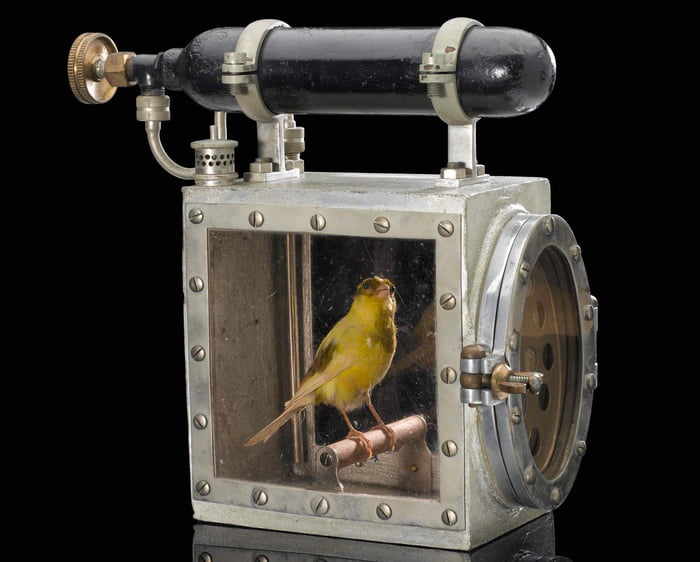 "Canaries have historically been used for centuries to detect dangerous ...