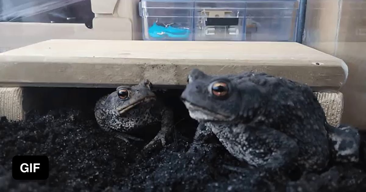 Two toads chatting during dinner. - 9GAG