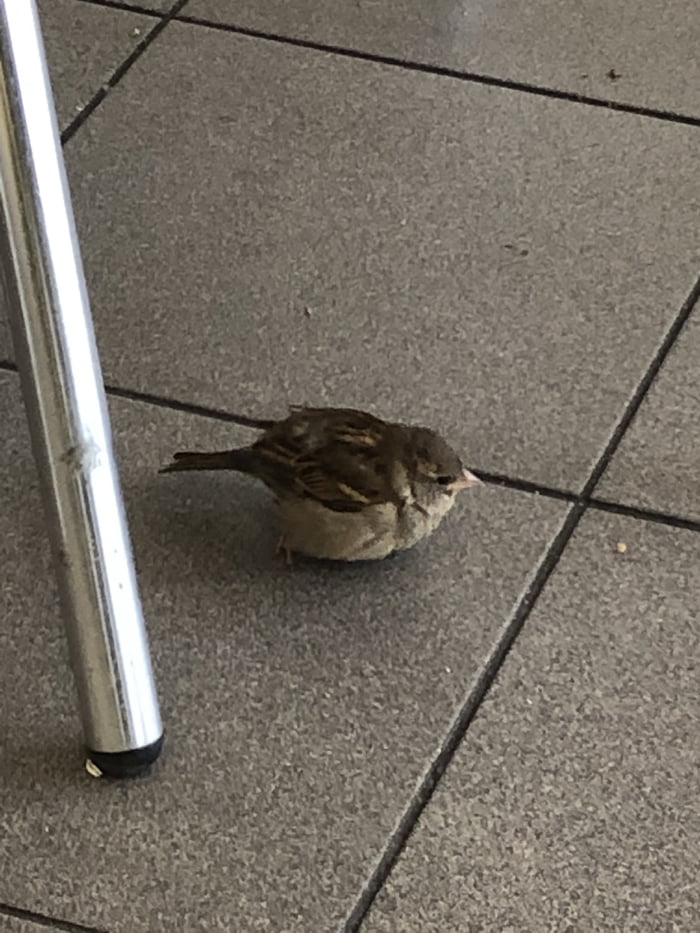 Extra Thicc Boi - 9GAG