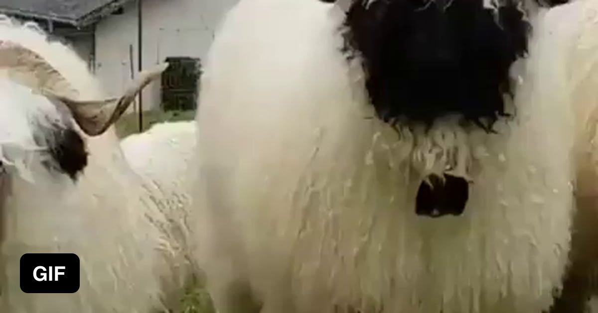 Valais Blacknose sheep - 9GAG