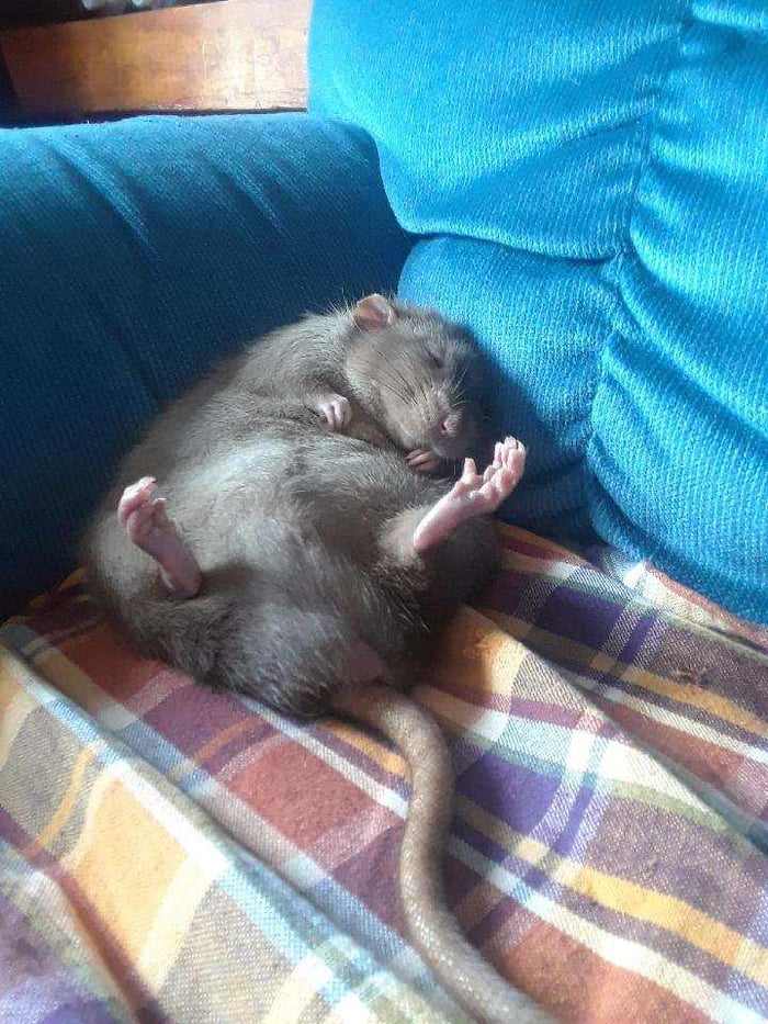 Our fat, lazy pet rat named Pepper. - 9GAG