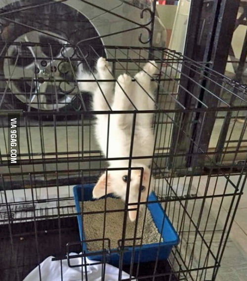 Spider Cat - 9GAG