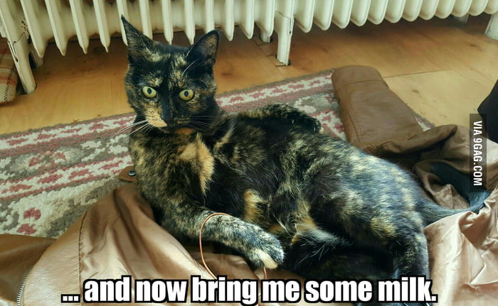 I think my cat has a "god-complex" - 9GAG