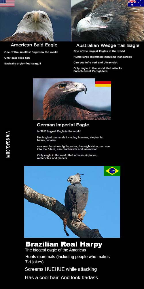 So you think your eagle is cool? - 9GAG