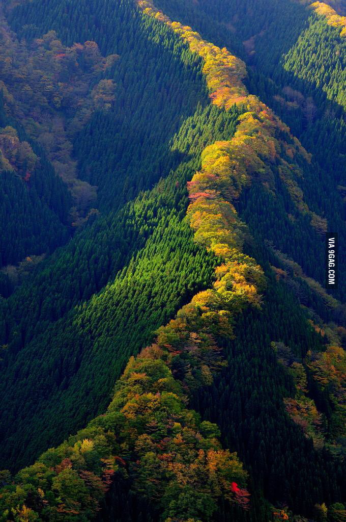 Maple ridge in Japan - 9GAG