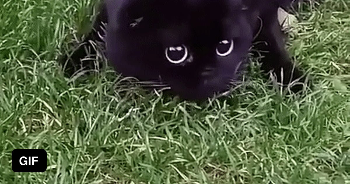 Toothless in real life - 9GAG