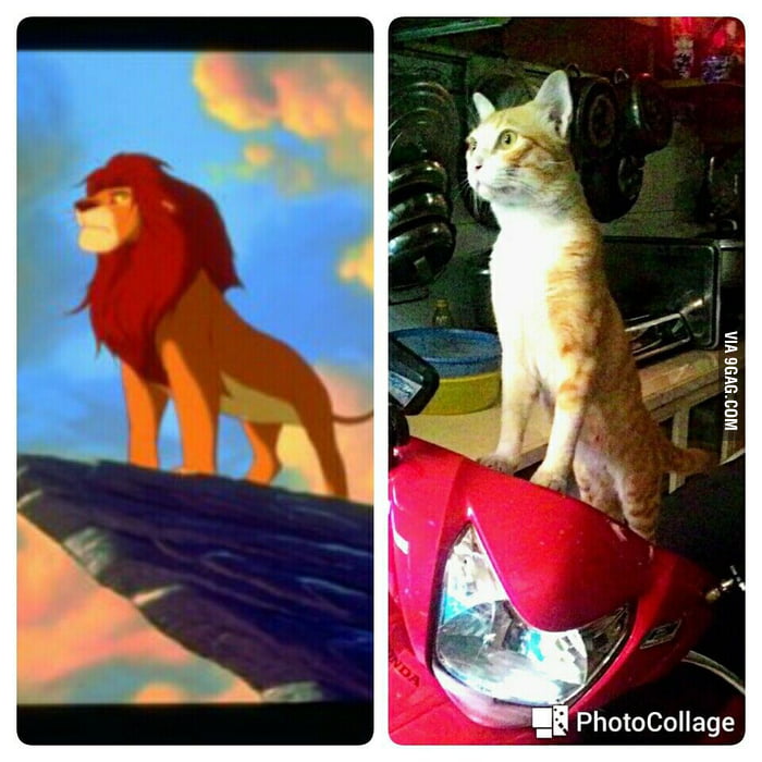 LION KING (cat version) - 9GAG