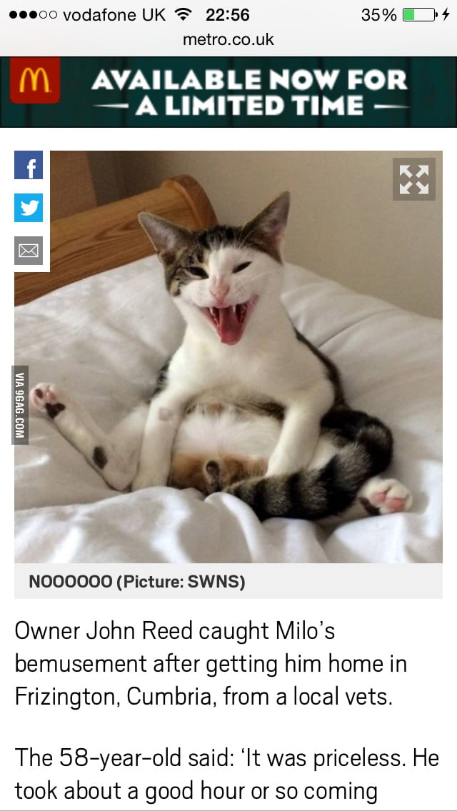 Cat realises that he lost his noodle. He basically got castrated - 9GAG