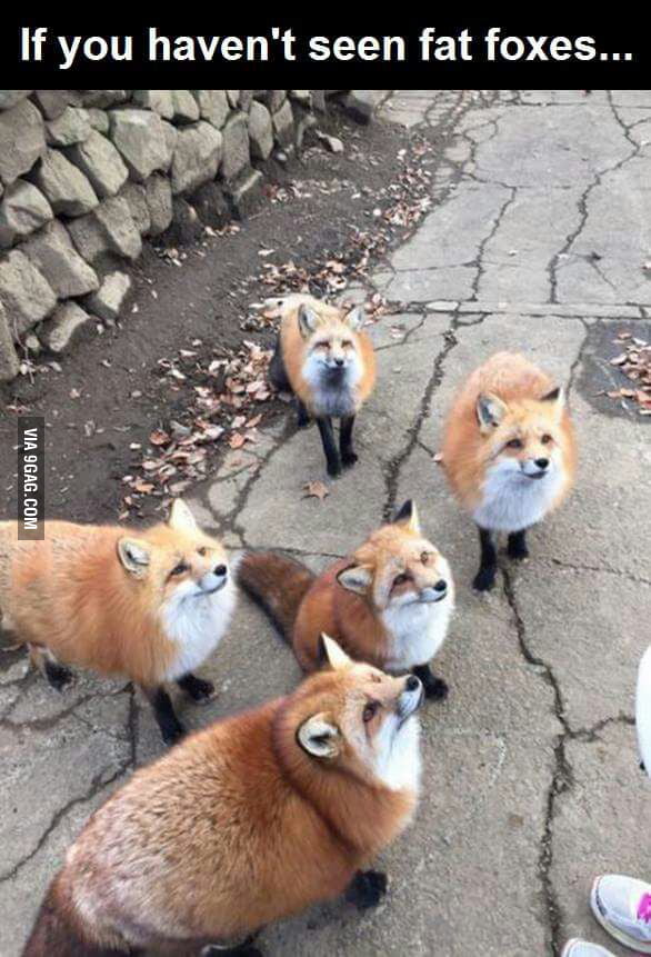 Ever seen a fat fox? now you have - 9GAG