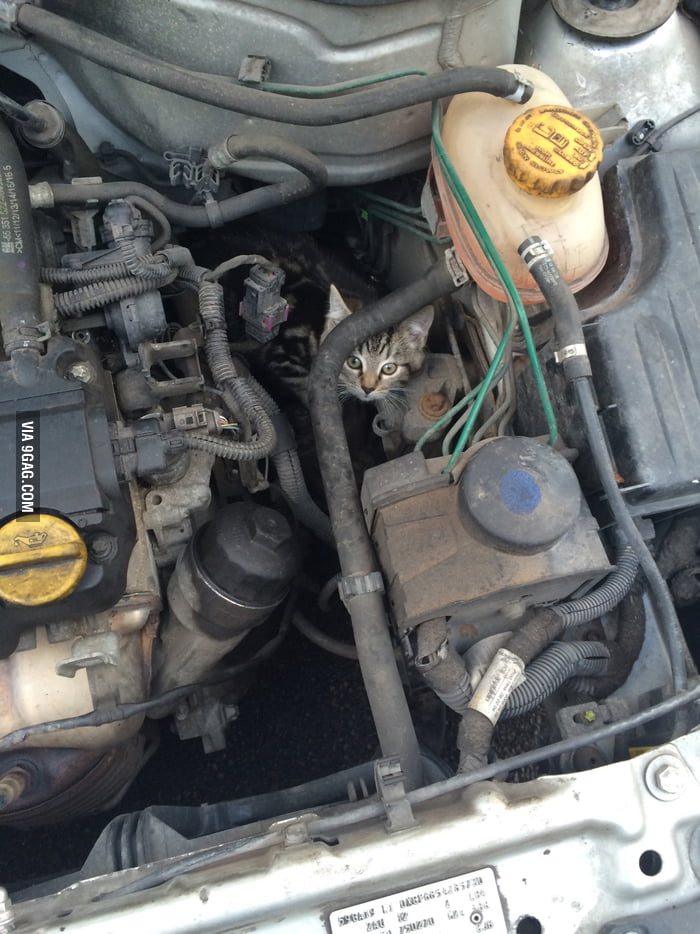 It's cold outside, so check your engine for cats - 9GAG