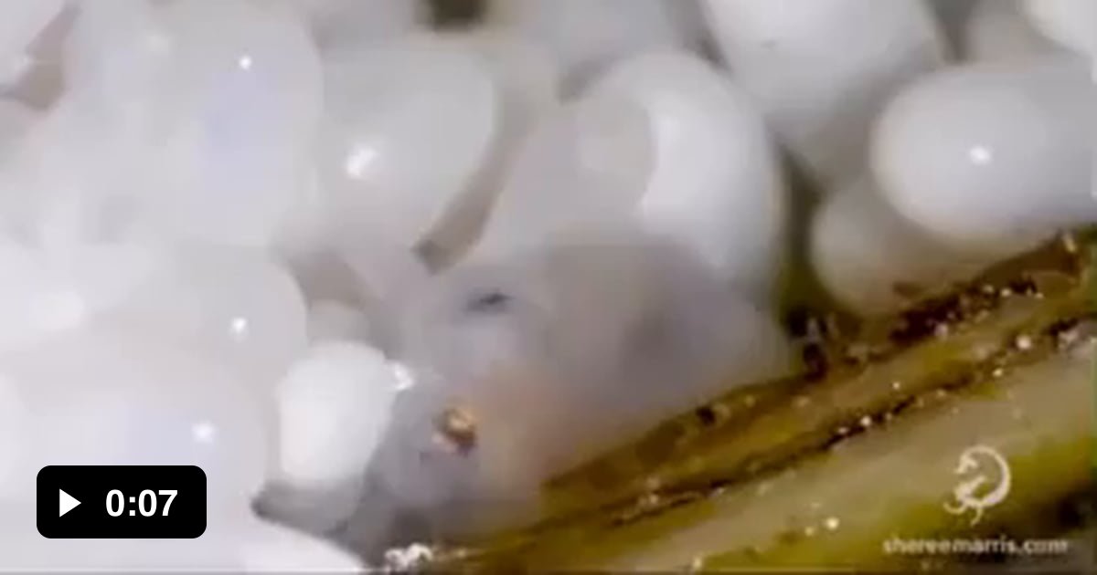 A Female Octopus lays 200,000 - 400,000 eggs (though it varies ...