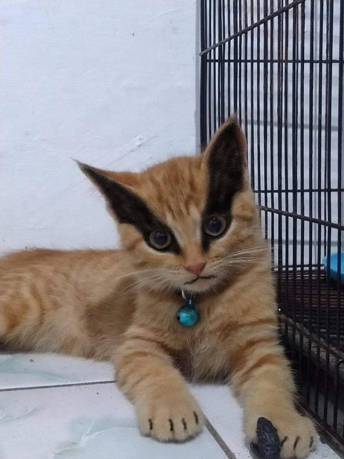 The real BatCat! - 9GAG