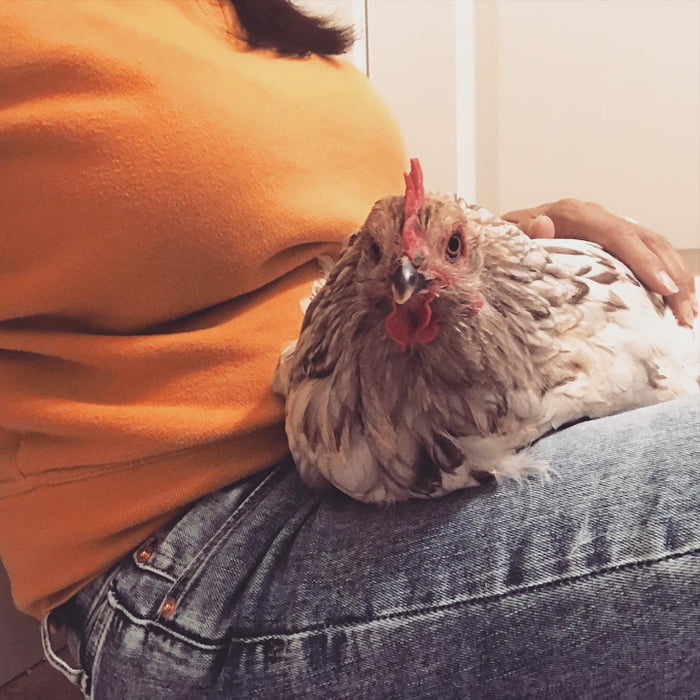 Petting a lap chicken - 9GAG