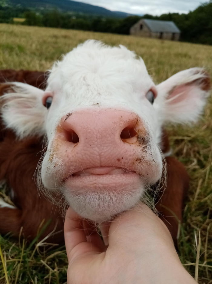 This young bull likes scritches - 9GAG