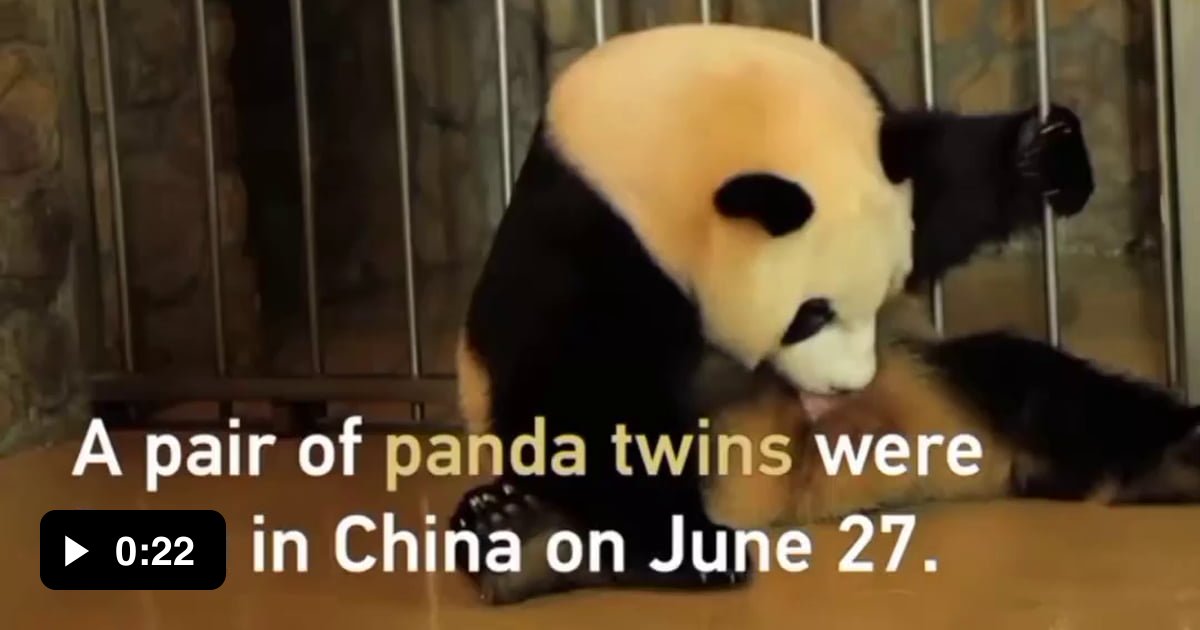 Newborn panda - 9GAG