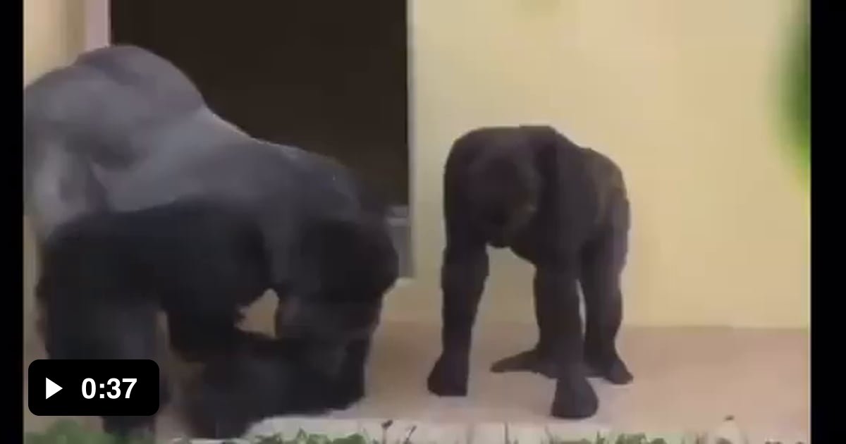 Gorillas observing a caterpillar - 9GAG
