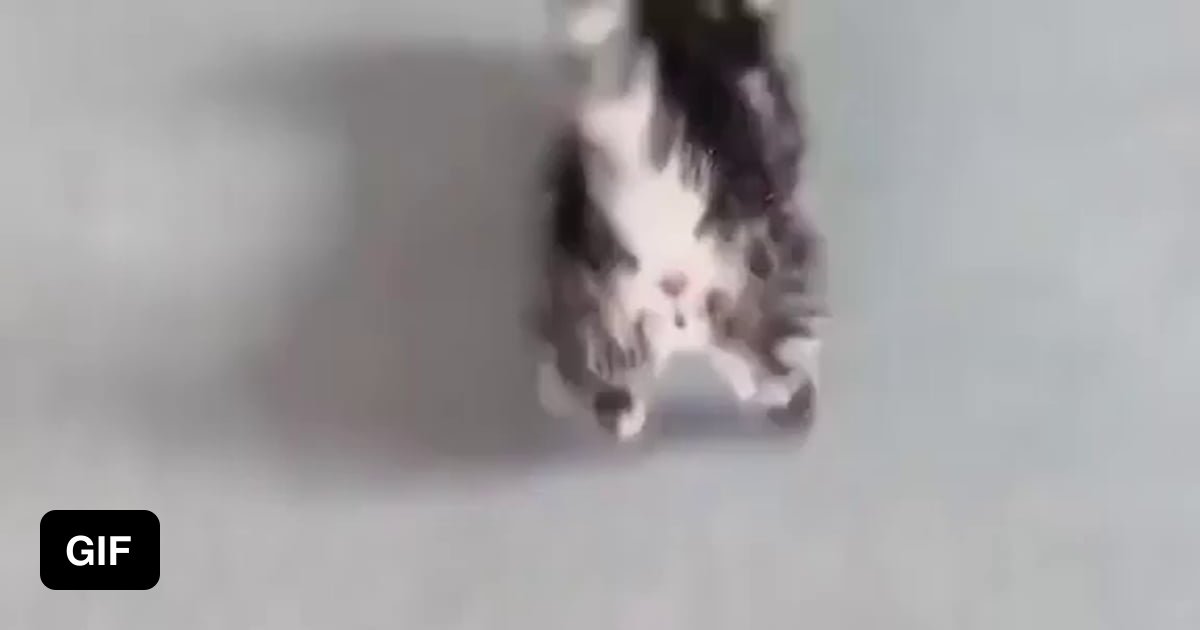 Is cat tippy taps - 9GAG