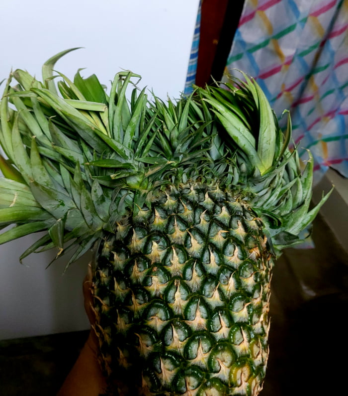 Ever seen a mutant Pineapple? - 9GAG