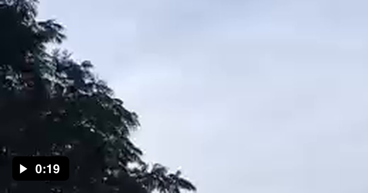 Monkey falls off of tree - 9GAG