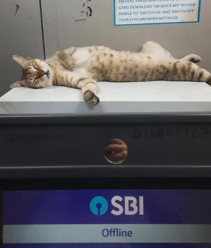 Security Cat on break - 9GAG