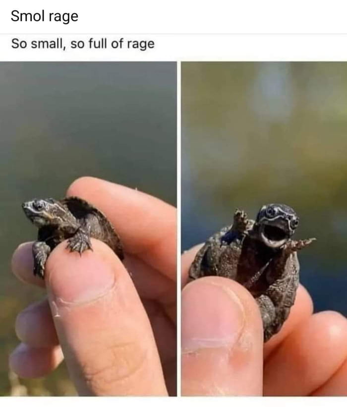 Picasso, the fifth ninja turtle. His weapon is his rage - 9GAG