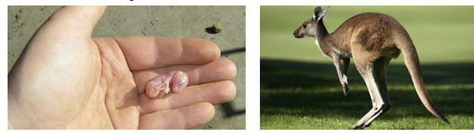 Kangaroos are about the size of a grape when they are born. - 9GAG