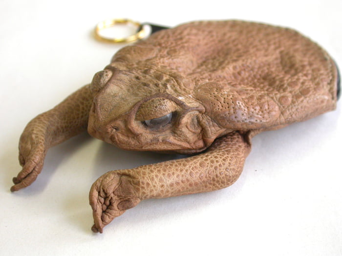 This poisonous cane toad wallet.... - 9GAG