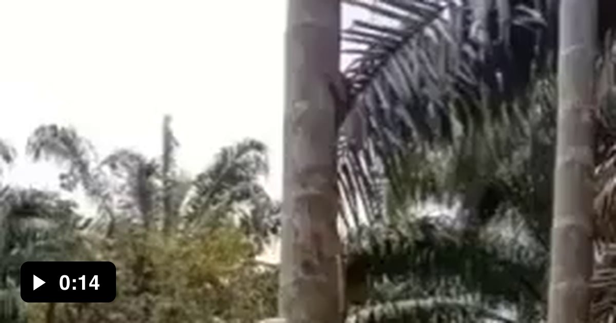 Snake climbing palm tree - 9GAG