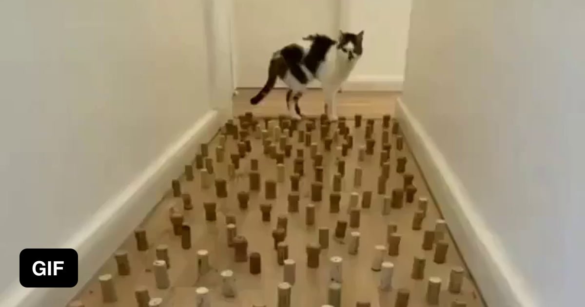Cat doing an obstacle course like it's nothing - 9GAG
