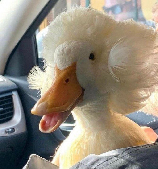 Am I the only one to see a resemblance to someone? -squawk "Charles" with proper accent- - 9GAG