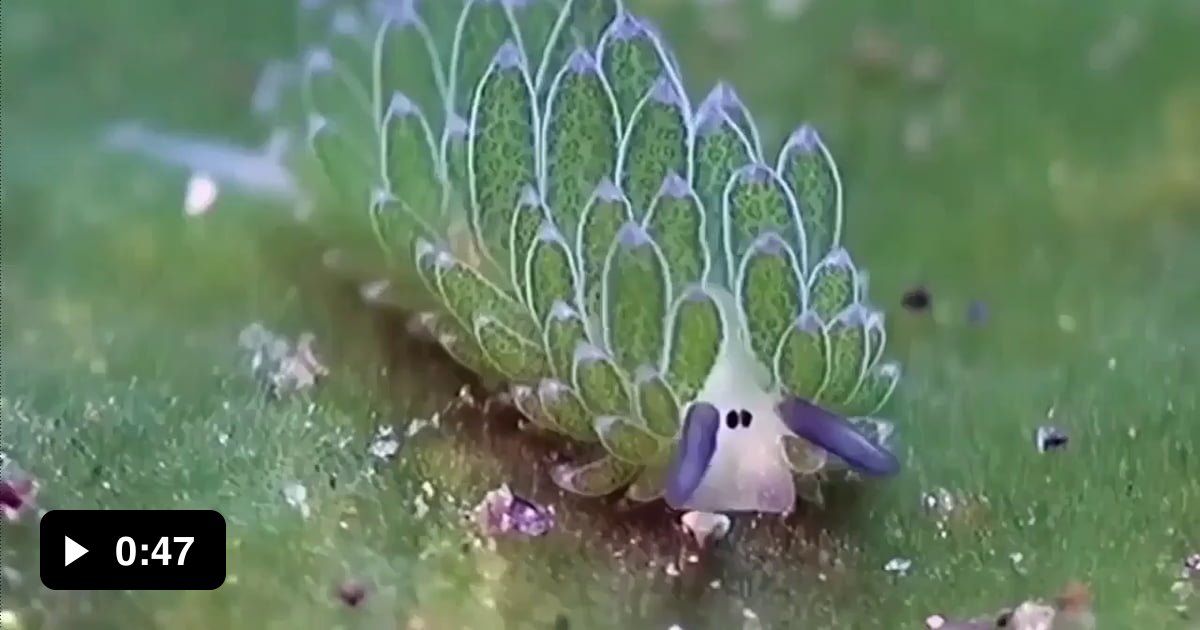 Leaf Sheep also known as the Leaf Slug, are one of the only sea ...