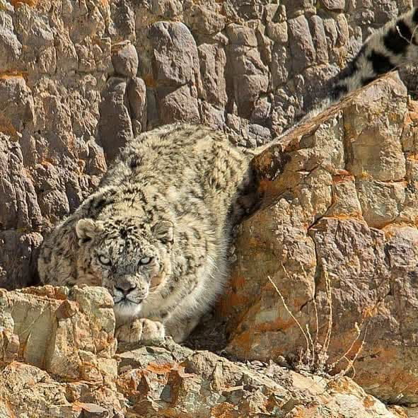 Amazing photo of a Snow Leopard in the Himalayan mountains of India ...