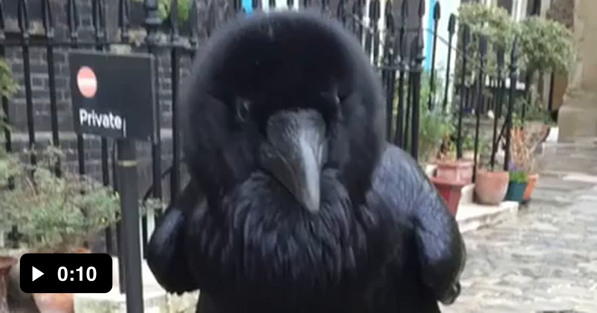This Raven is so fluffy - 9GAG