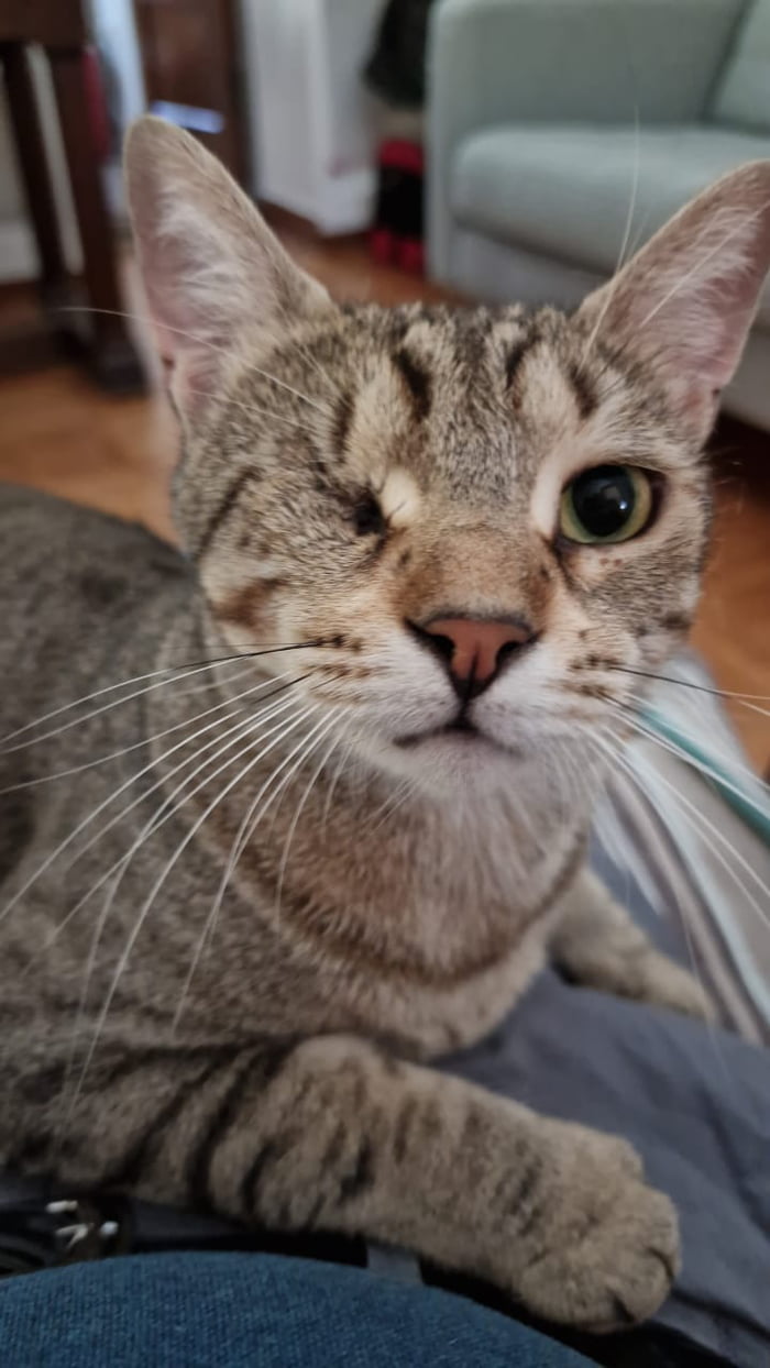 Asking for scritches - 9GAG