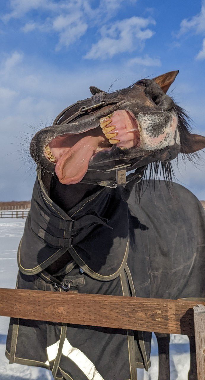 Tanino Gimlet, The King of Japanese Derby - 9GAG